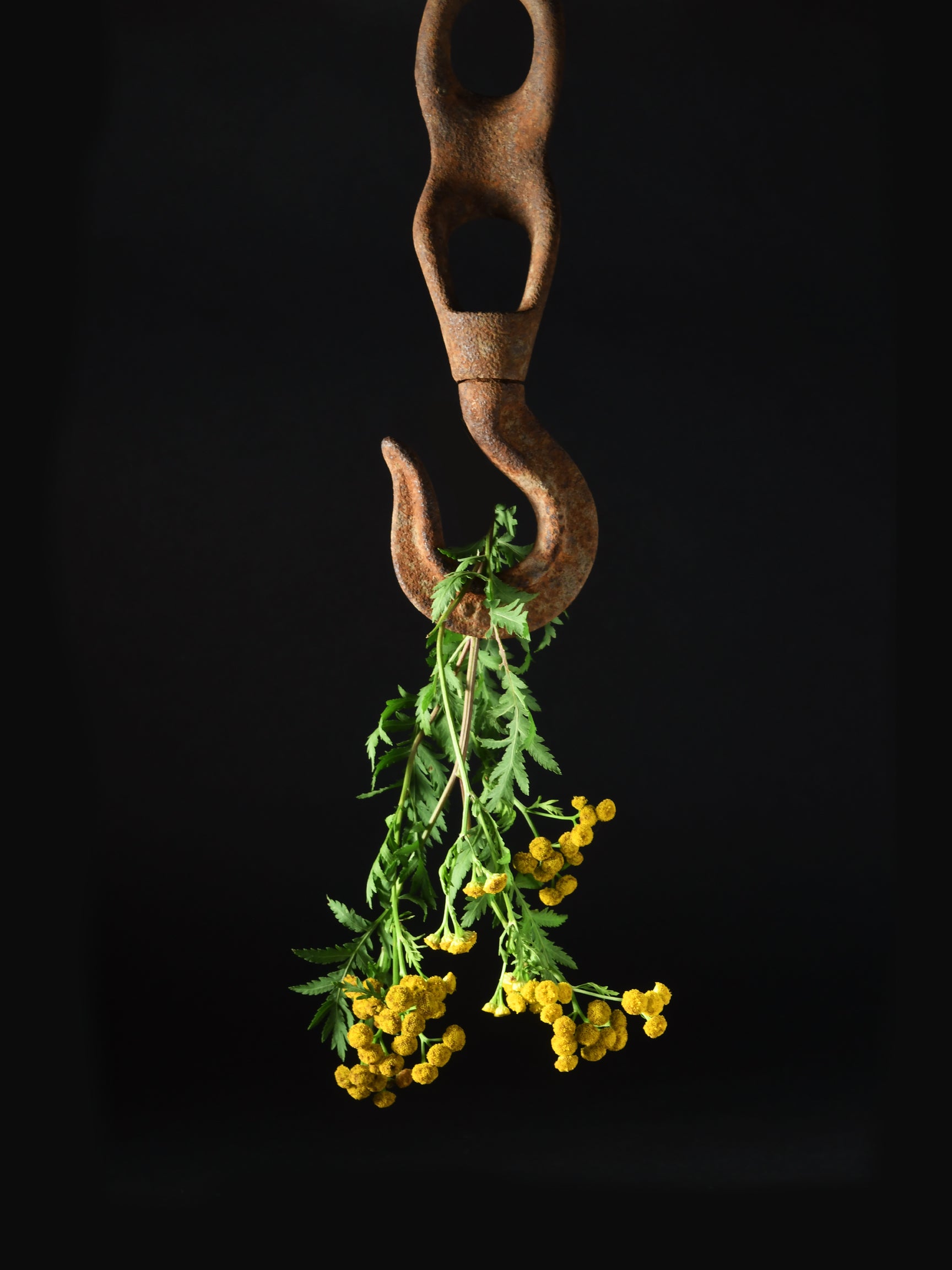 Hook – Allan Teger