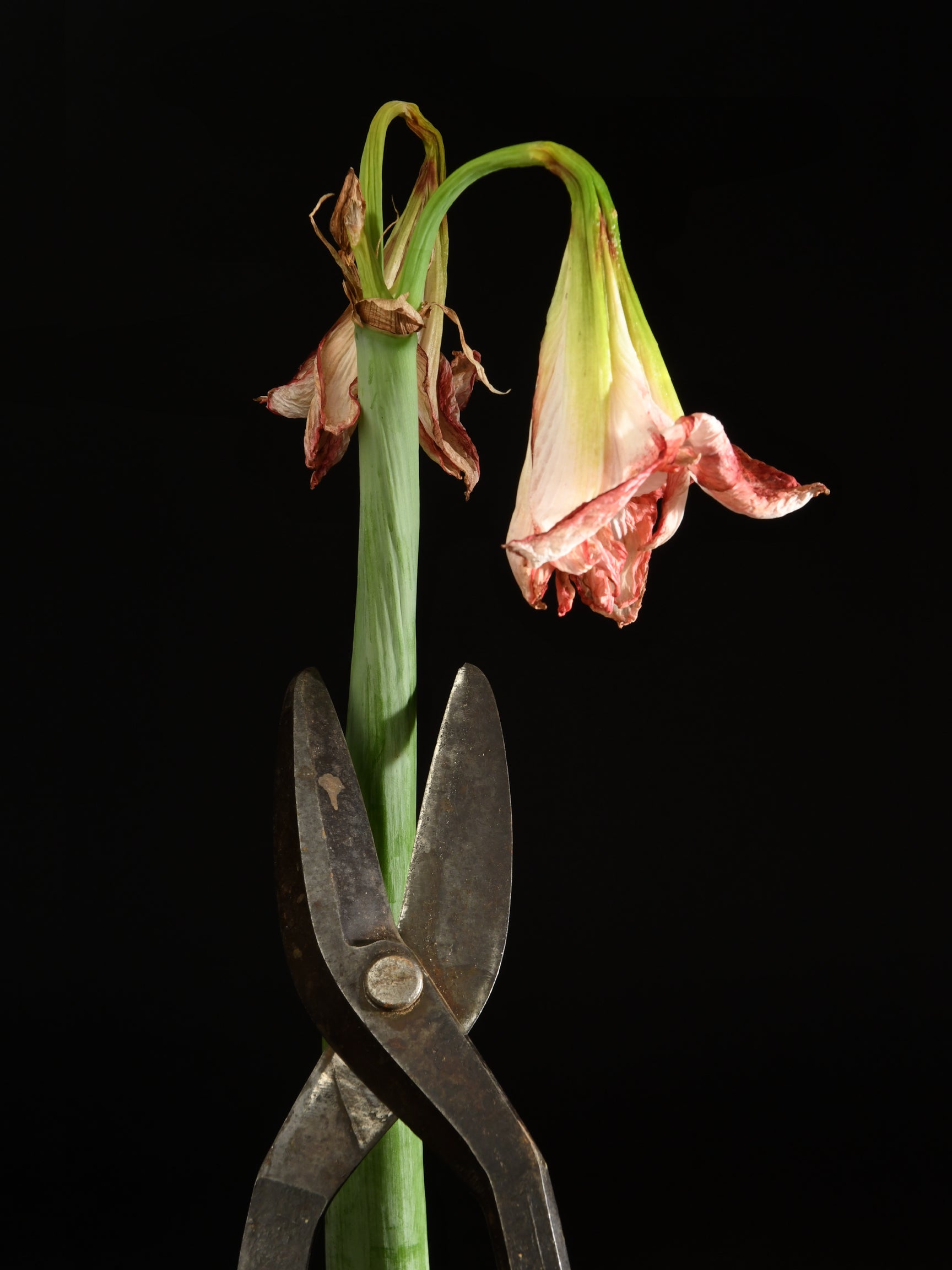 Shears – Allan Teger