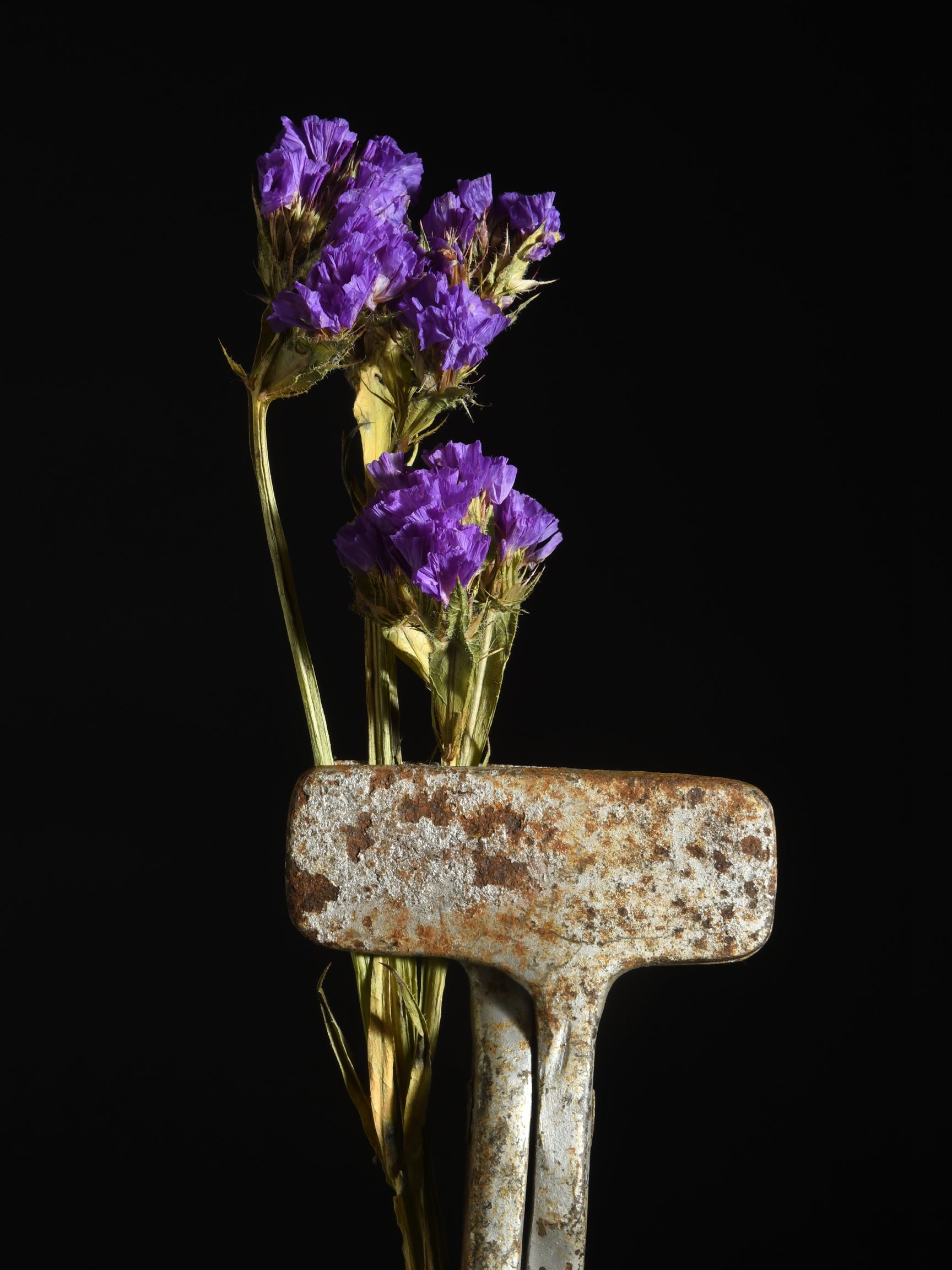 Tongs – Allan Teger