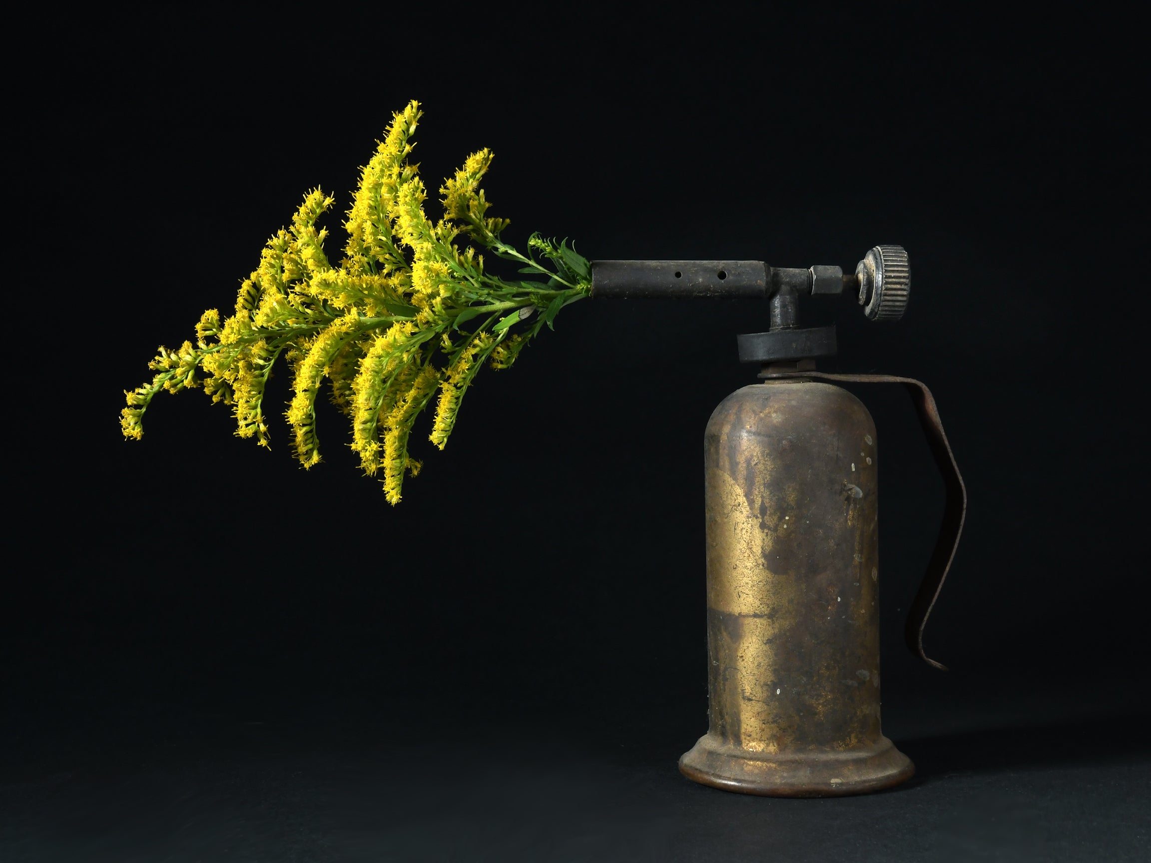 Torch – Allan Teger